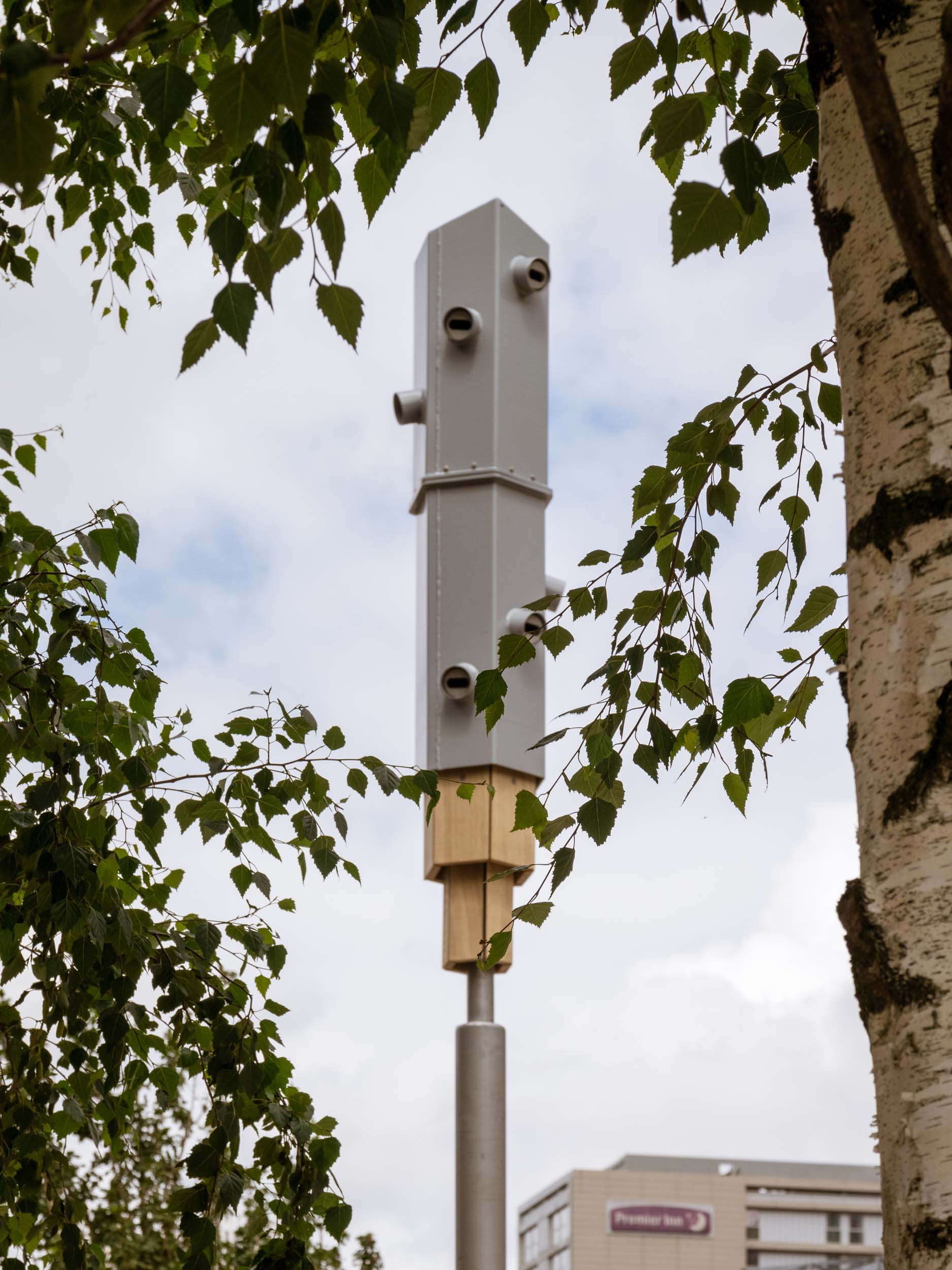 habi-sabi — swift and bat column