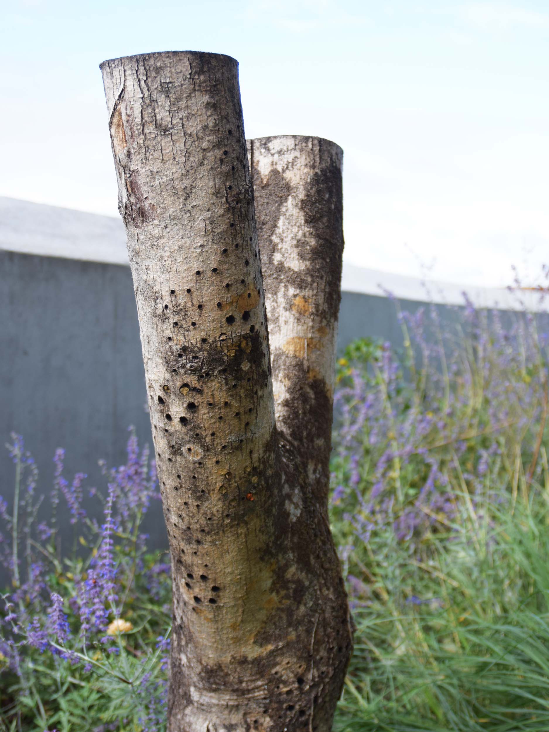 habi-sabi — swift and bat column