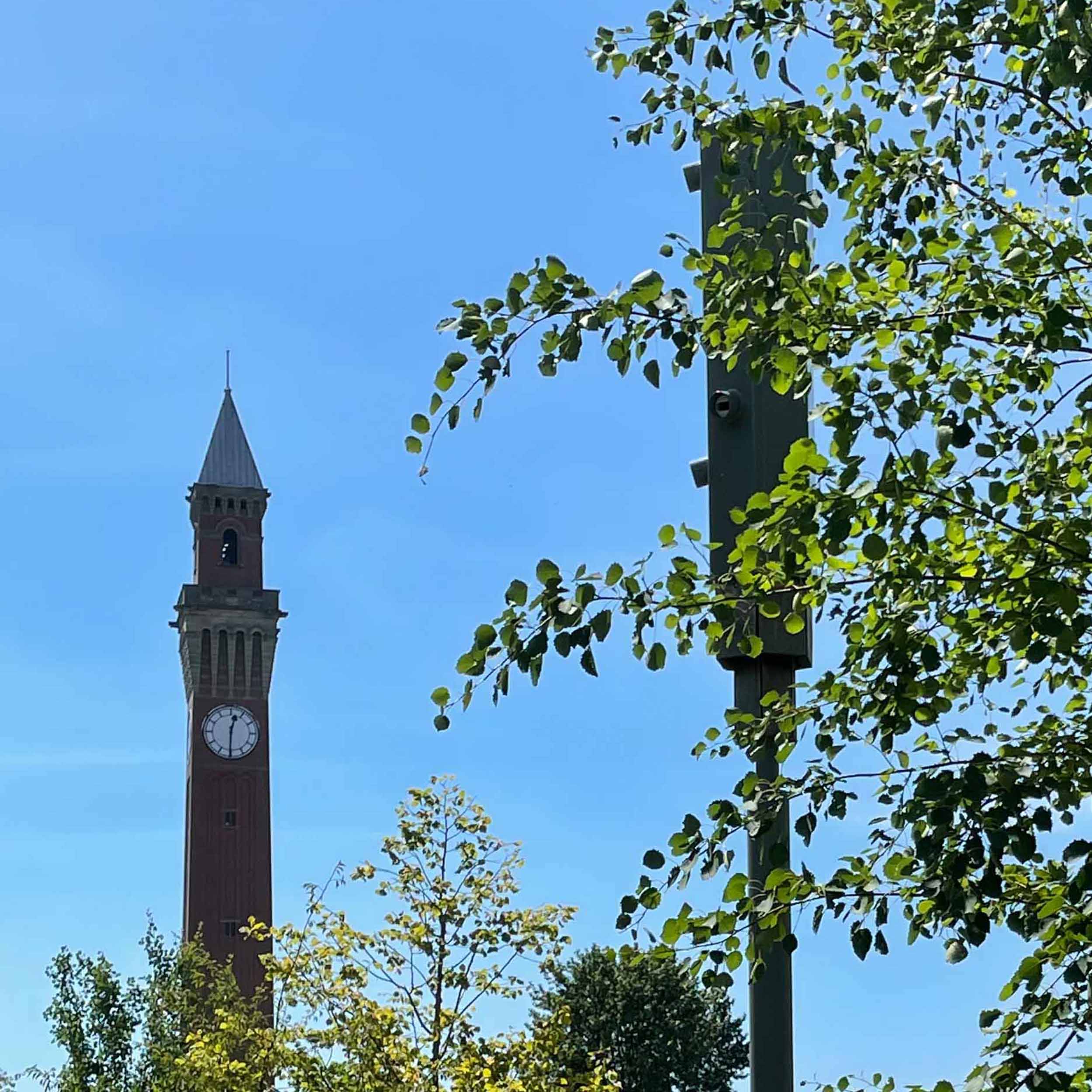 habi-sabi — swift and bat column